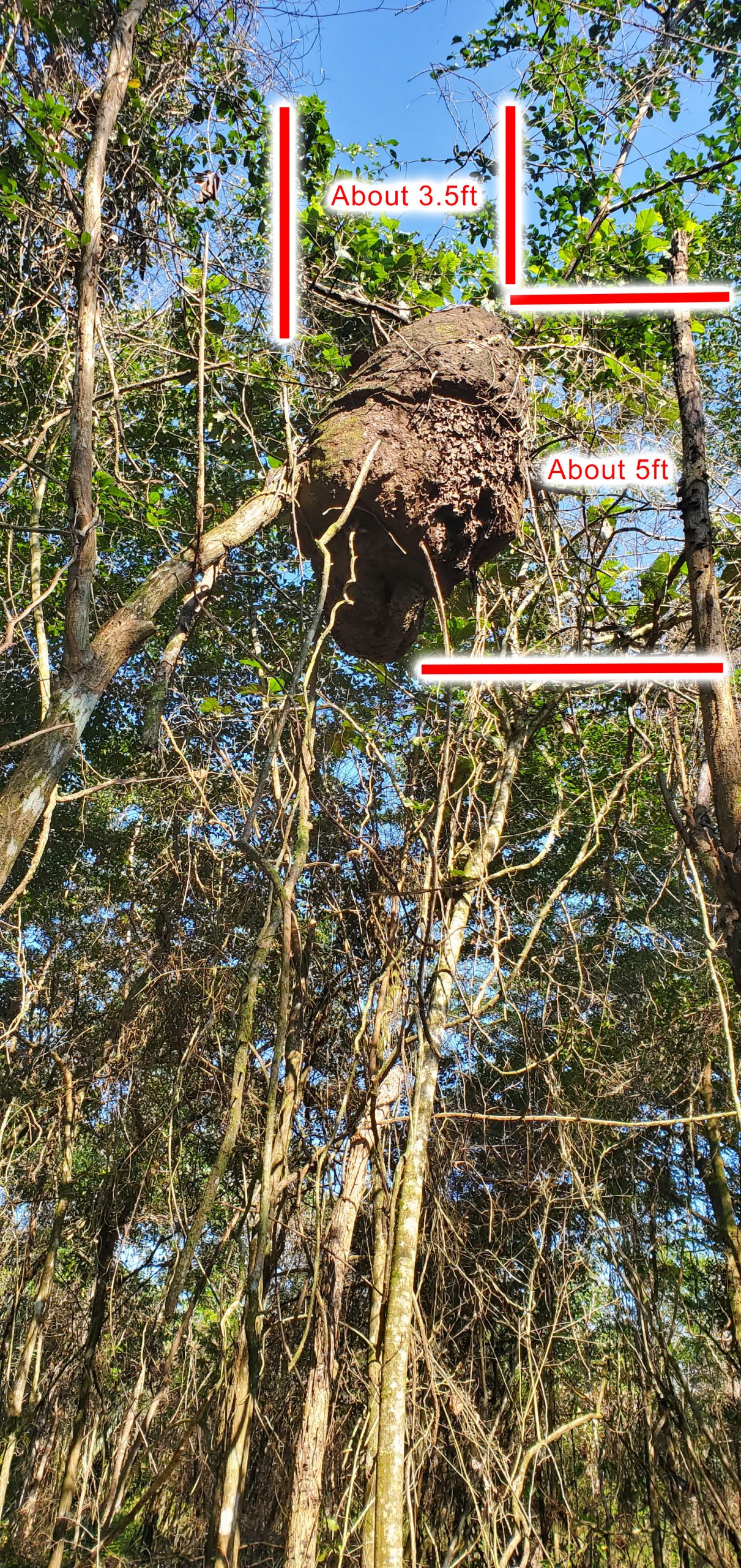 Termite Nest – Little Farm