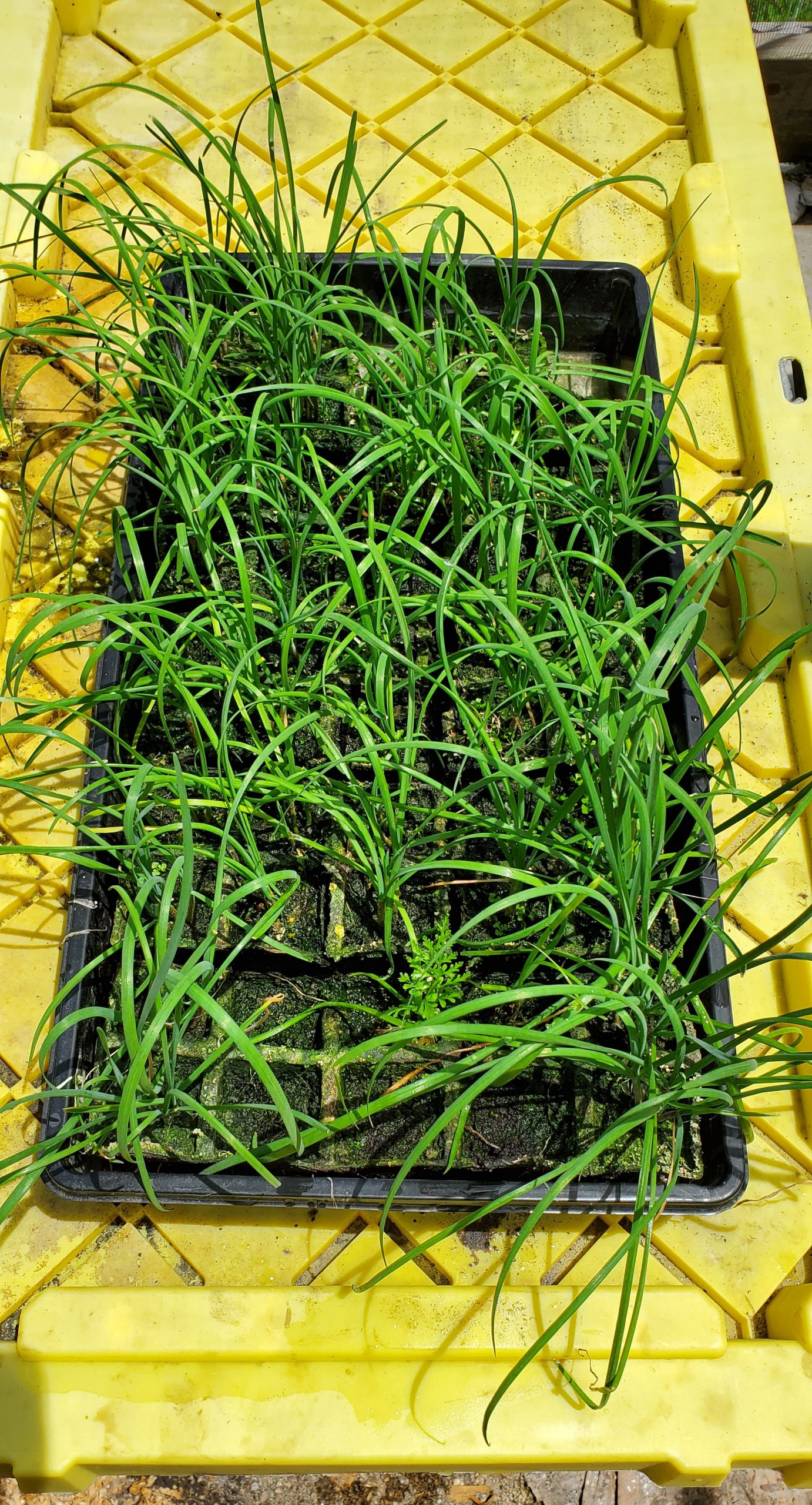 Chinese Garlic – UPDATE – Little Farm