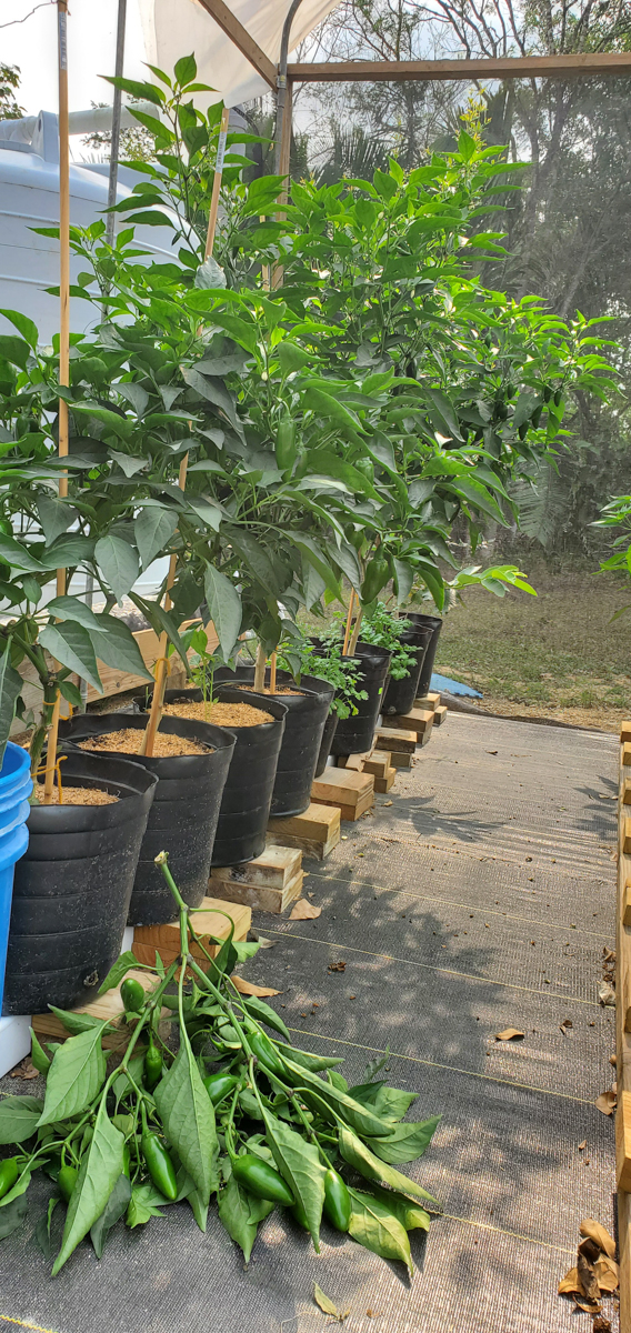 Pepper Plans – Little Farm